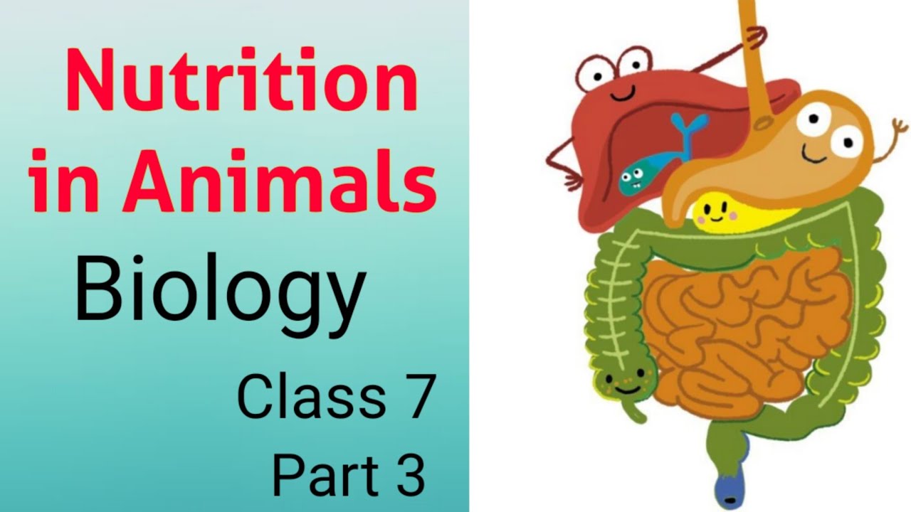 Nutrition In Animals Class 7 Biology Part 3 YouTube nutrition-in-animals-class-7-biology-part-3-youtube