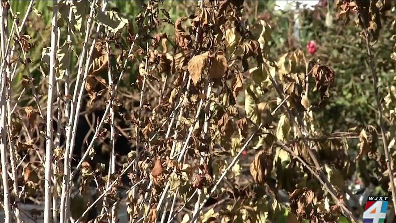 How to rehab your cold-damaged plants - YouTube