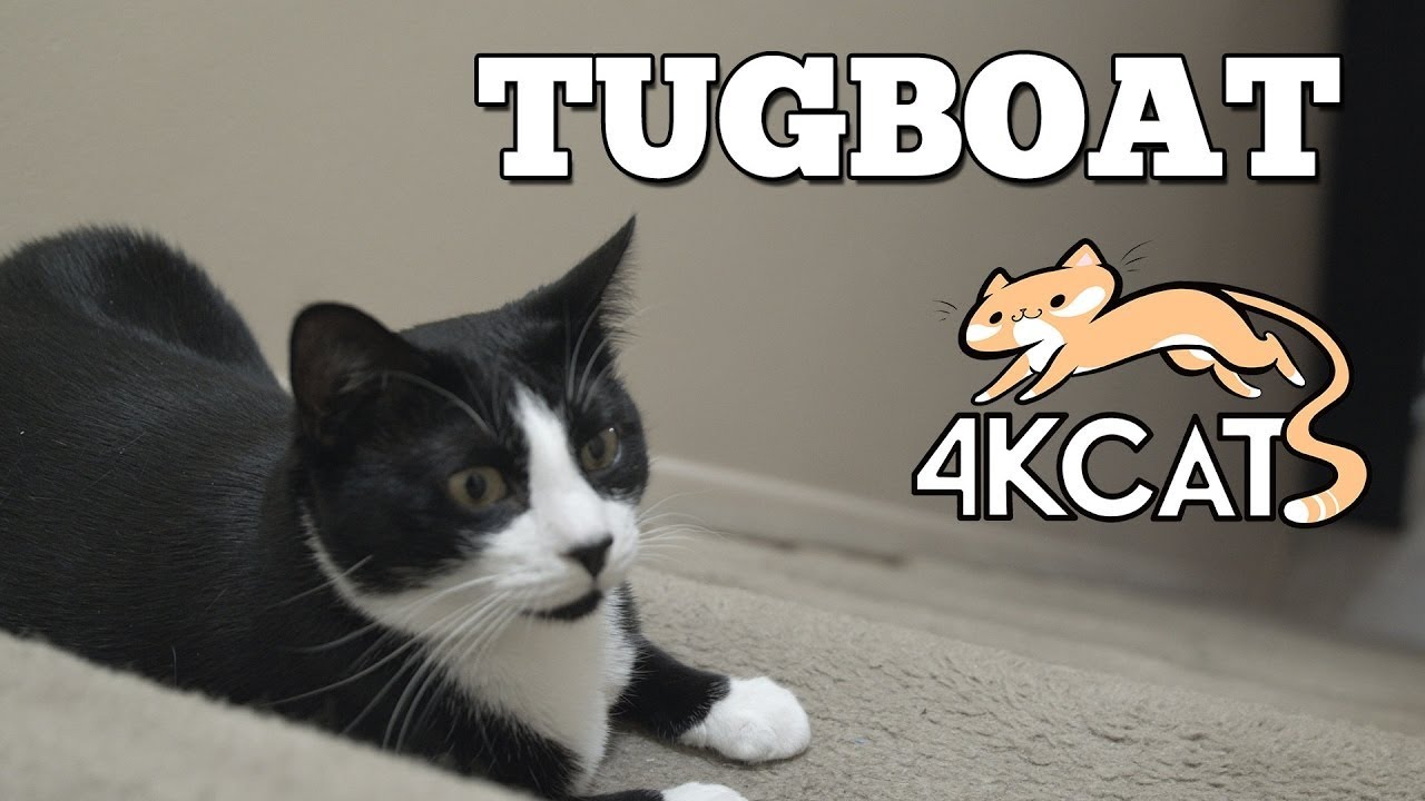 4K CATS: Tugboat - YouTube
