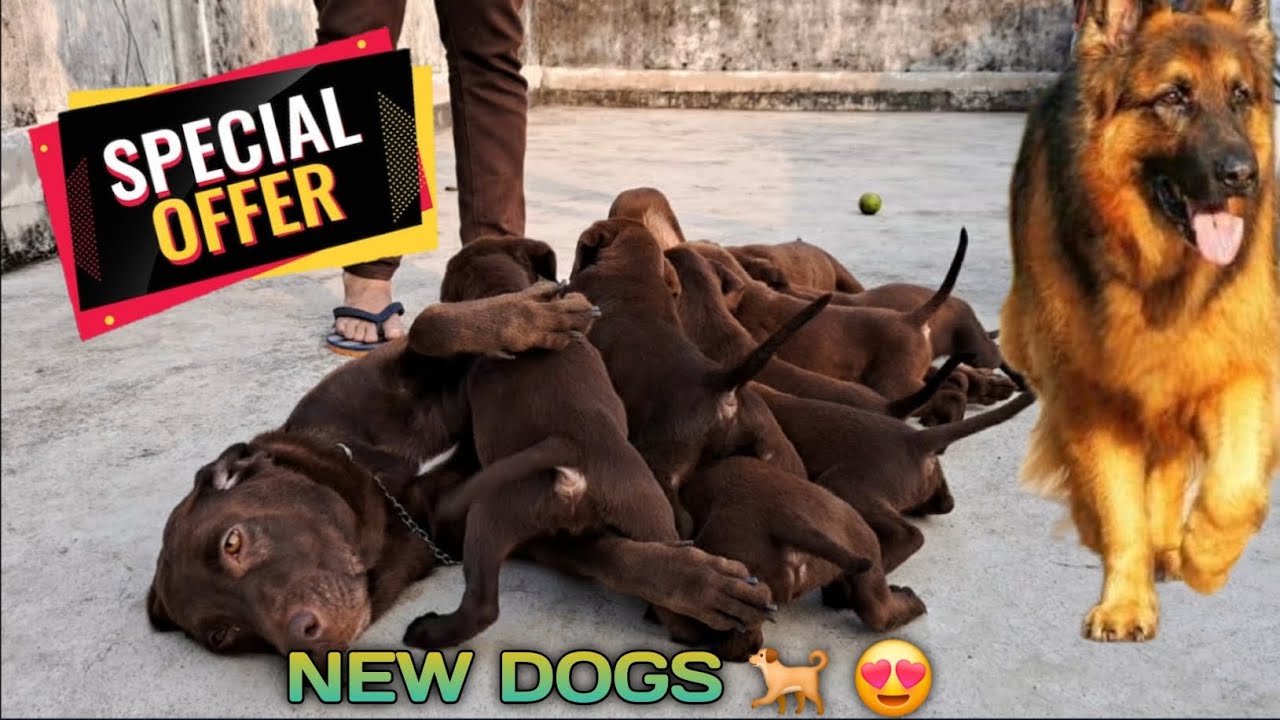 NEW Year special offers 🔥 || high quality dogs 🥰💝 - YouTube