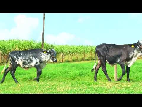 LOTE 32  IMERSÃO FIV RBV   CRBV 743, IRSUTA FIV RBV   CRBV 745