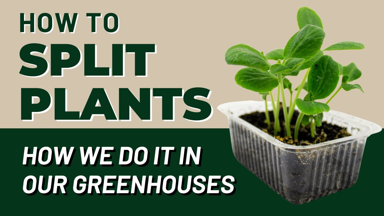 How to Split and Divide Young Bedding Plants - Learn the Easy Way from ...