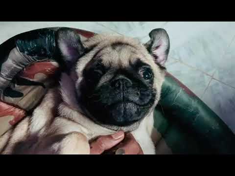 Moody PUG Puppy "Kouki" - YouTube