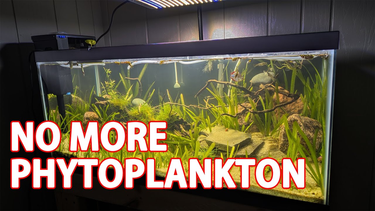 Update On The 40 Gallon Breeder Phytoplankton (Pea Soup) Battle - YouTube