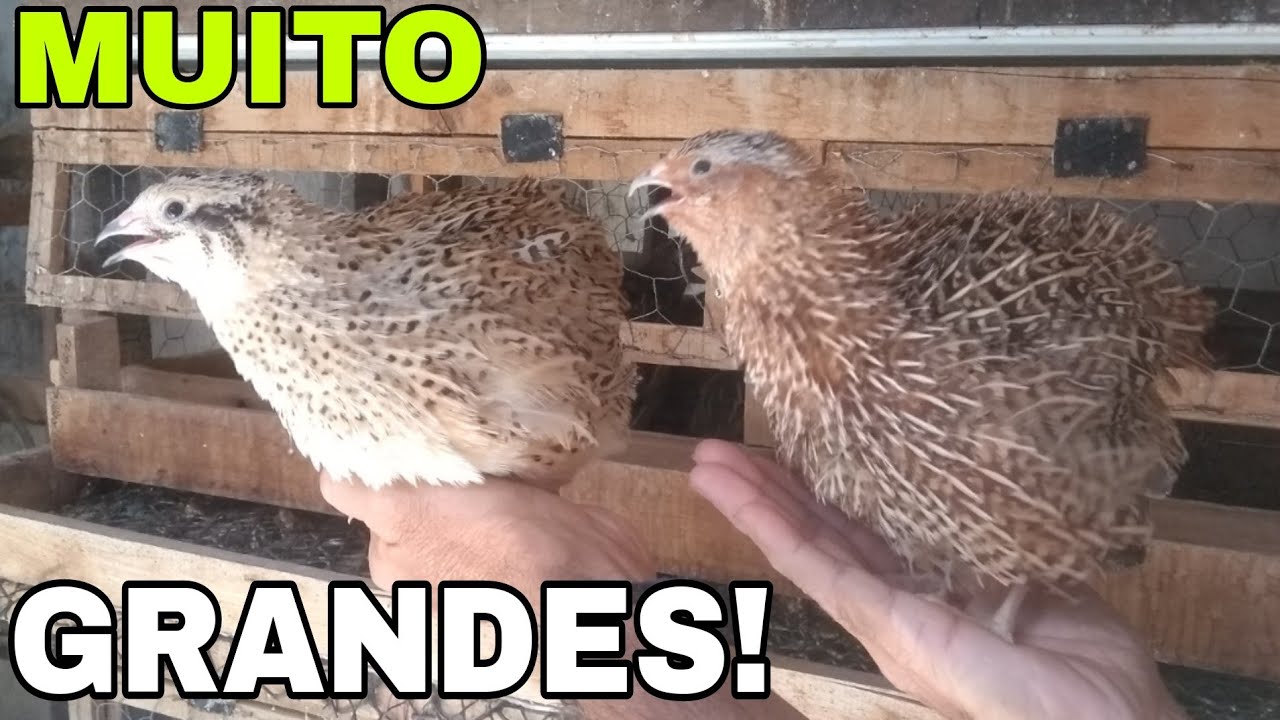 MAIORES CODORNAS GIGANTES DO CRIATÓRIO! - YouTube