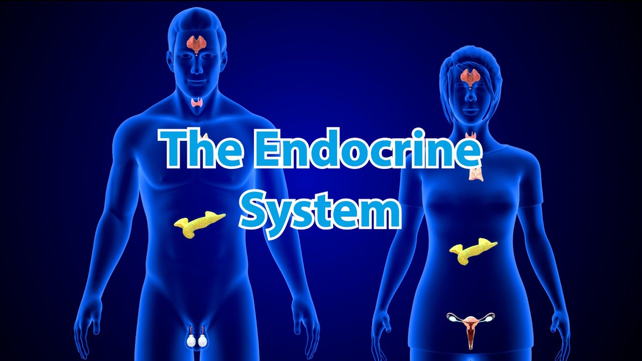 AQA Triple & Dual GCSE Biology Revision - The Endocrine System ...