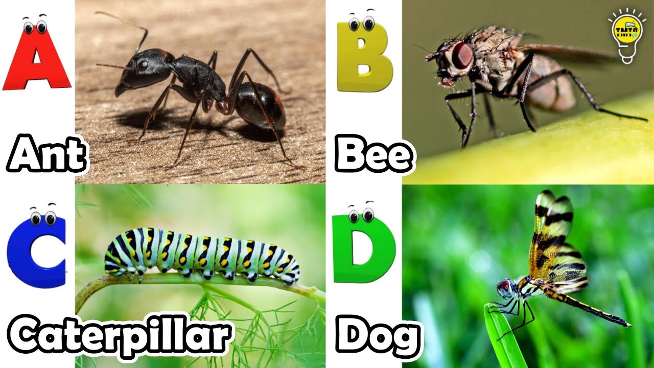 Abc Insect Song | A to Z Insects Song | Insects Alphabet song | Phonics ...