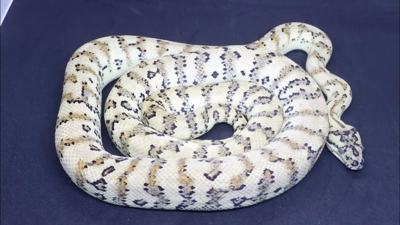 Possible super caramel diamond jungle jaguar carpet python - YouTube