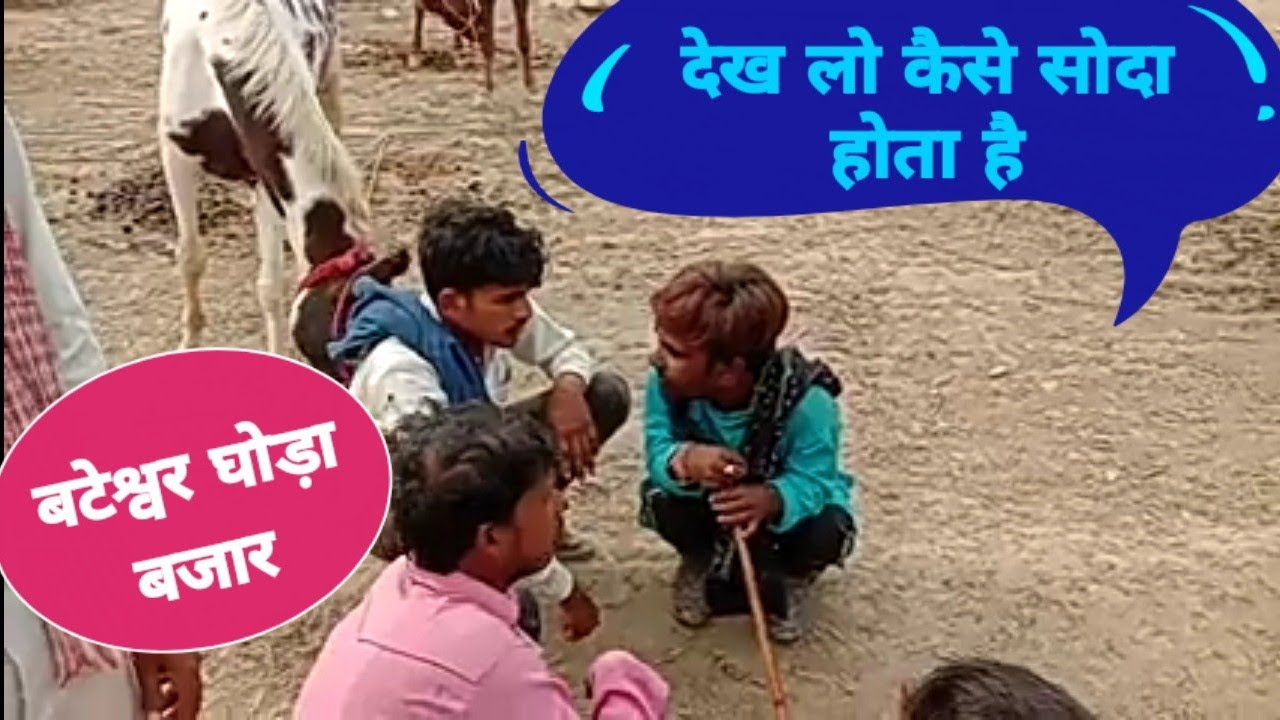 Bateshwar horse fair 2019 ----- देख लो कैसे सोदा हो रहा है घोड़े का ...