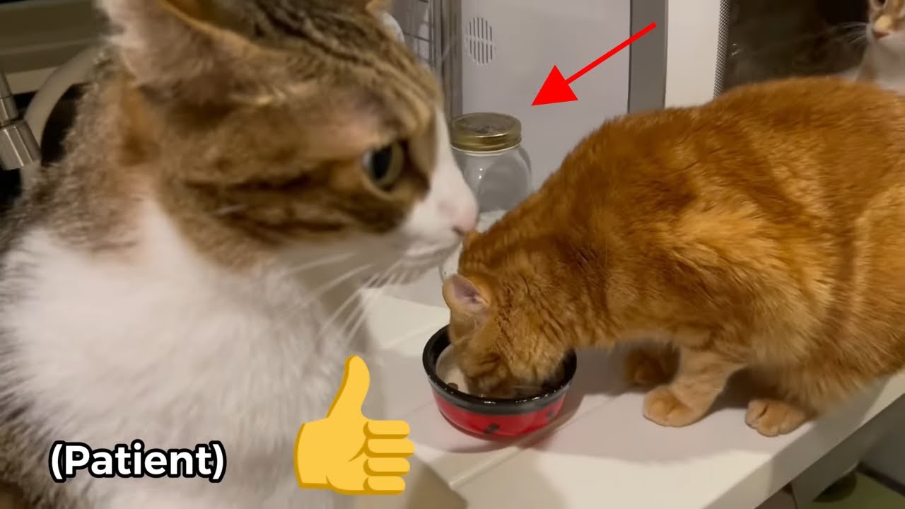 Most Courteous Cat in the World - YouTube