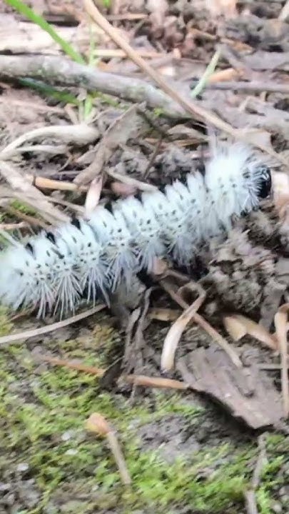 We caught this amazing Hickory Tussock Caterpillar on the move!! - YouTube