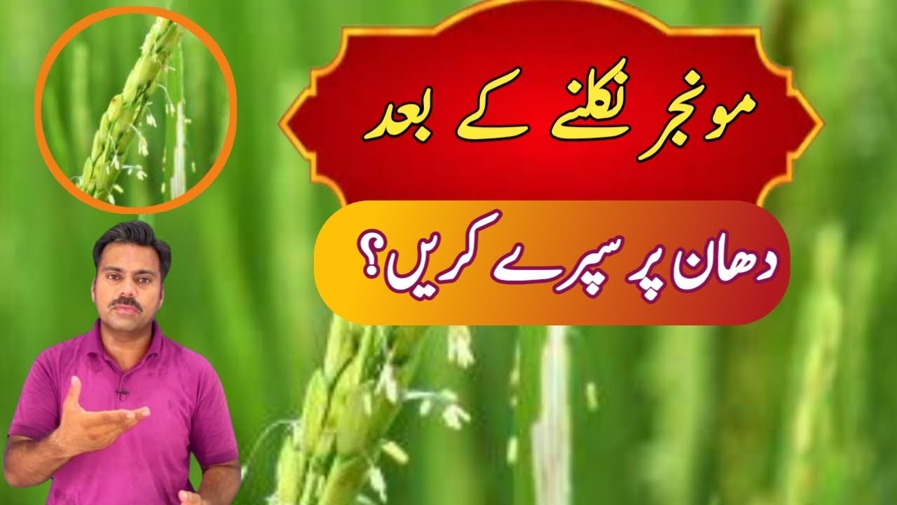 What is the best time to spray on rice crop during pollination | Abid ...