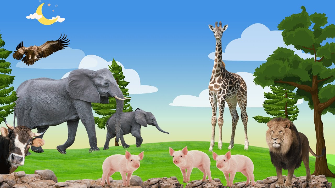 Calls, sounds of wild animals, Tiger, Monkey, Cow, Chicken, Wild Boar ...