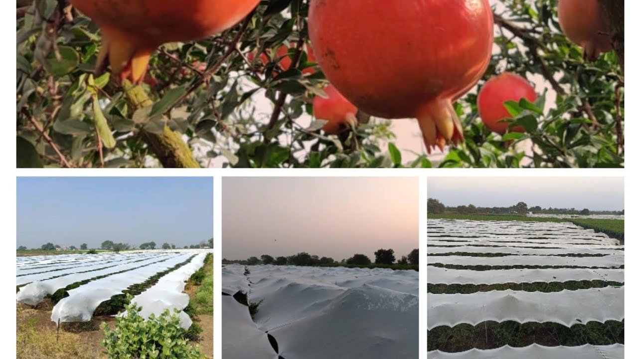 pomegranate farming is net pomegranate packing and export@pomofarming ...