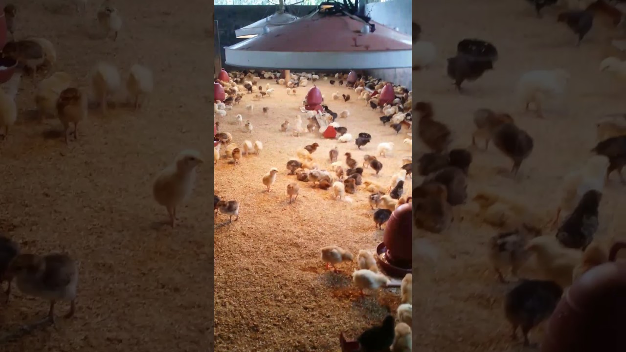 Sonali chicken - YouTube