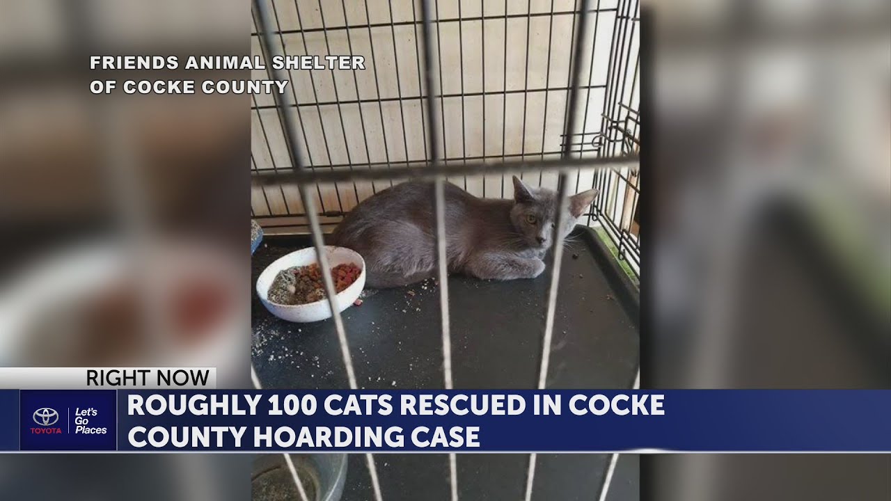 Shelter workers: 109 cats rescued from Newport home in hoarding case ...