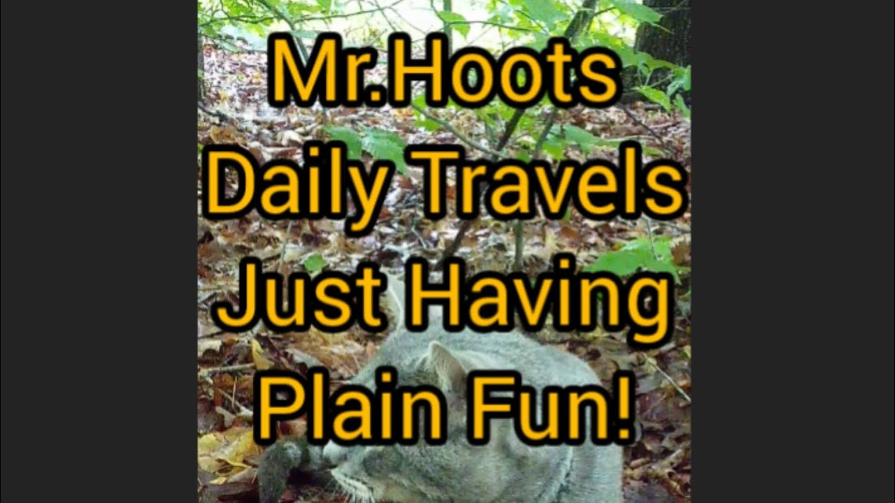 Cats Mr.Hoots having fun - YouTube