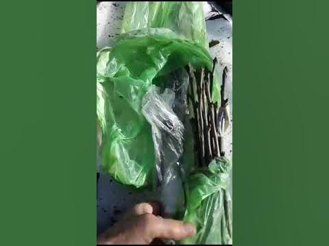 Садовод А.Макаров - зимнее хранение черенков. - YouTube