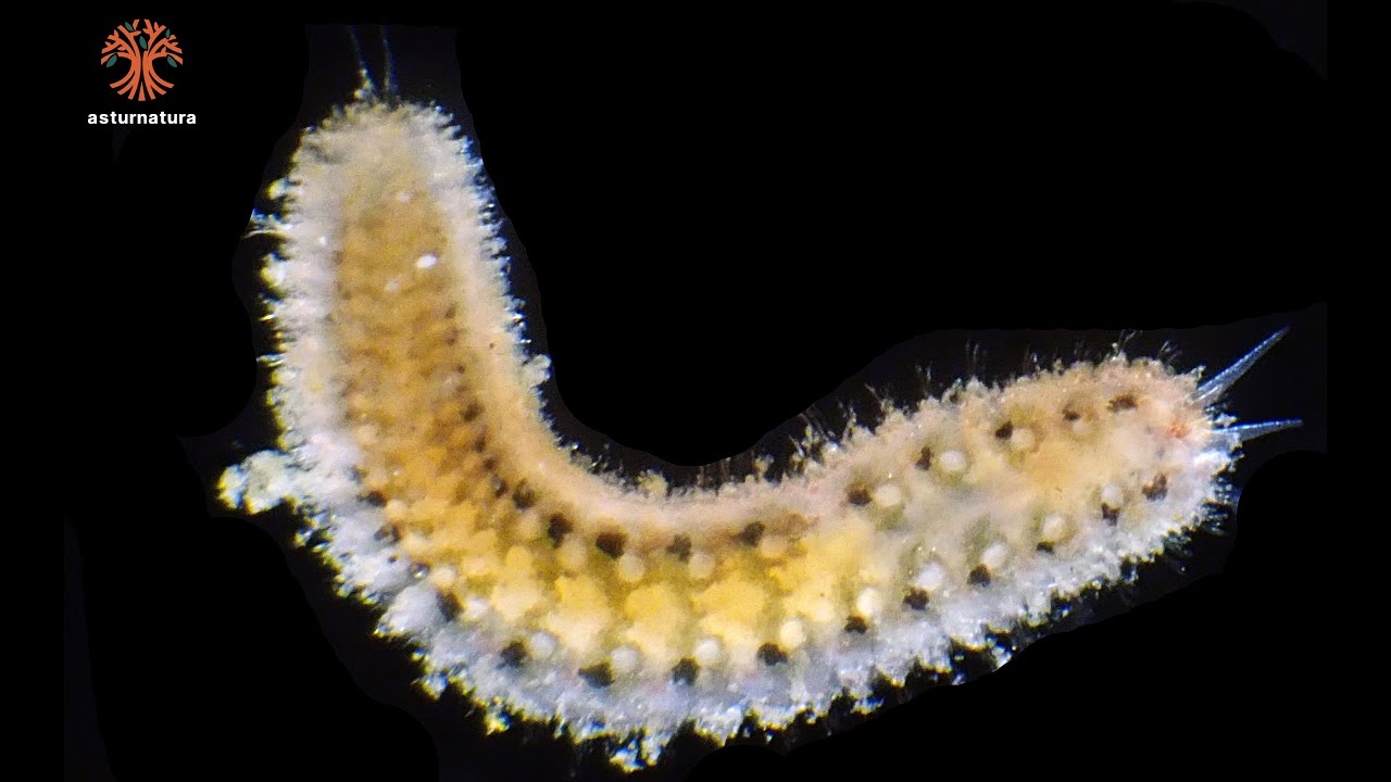 Pholoe inornata II - YouTube