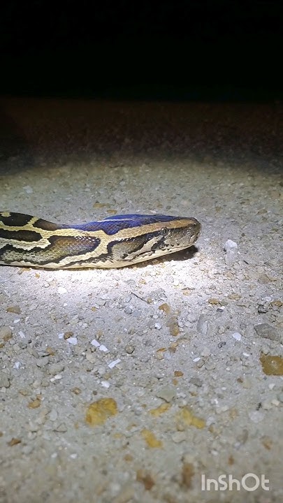 3 Snake Night - Catching Burmese Pythons In The Florida Everglades ...