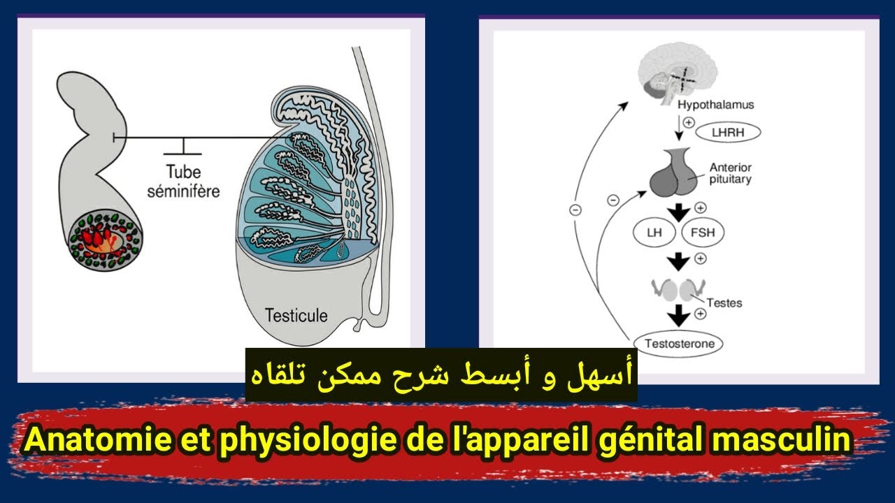 Anatomie et physiologie de l'appareil génital masculin - YouTube