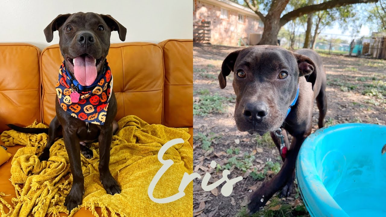 Eris the 7 month old Pittie pup looking for a forever family to snuggle ...