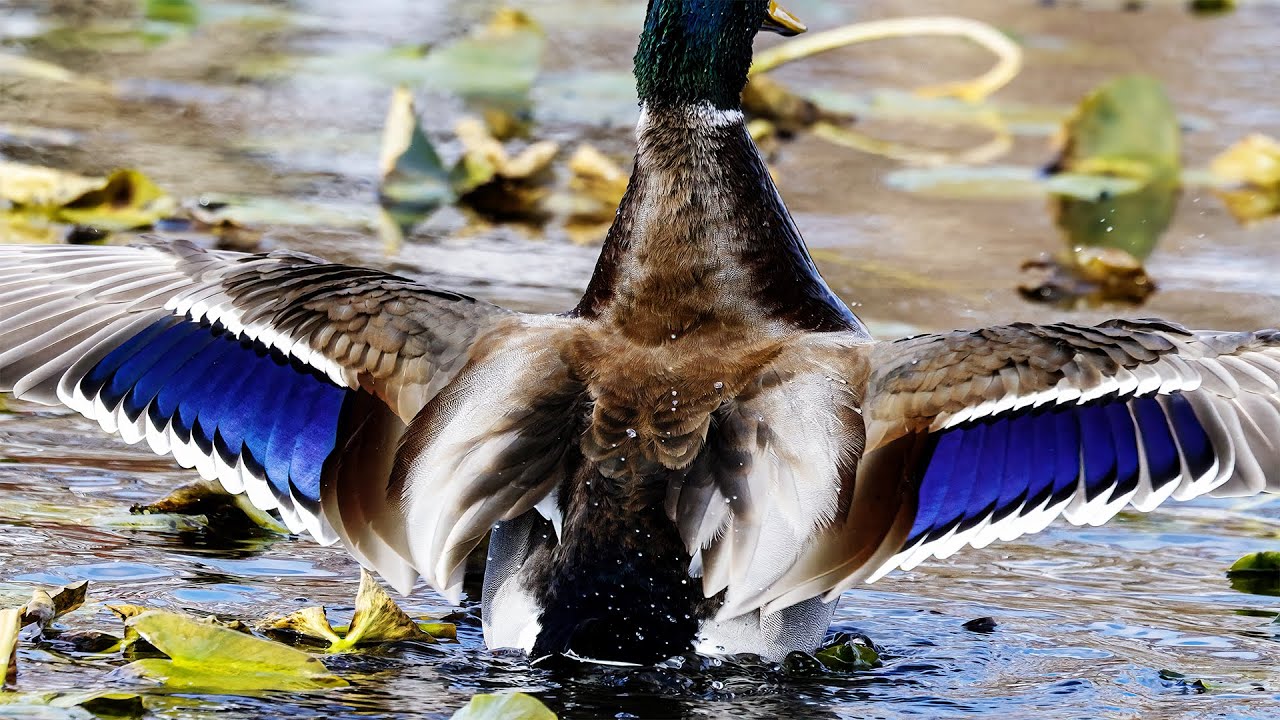 🐤 Wood Ducks in Their Natural Habitat #wildlife #nature - YouTube