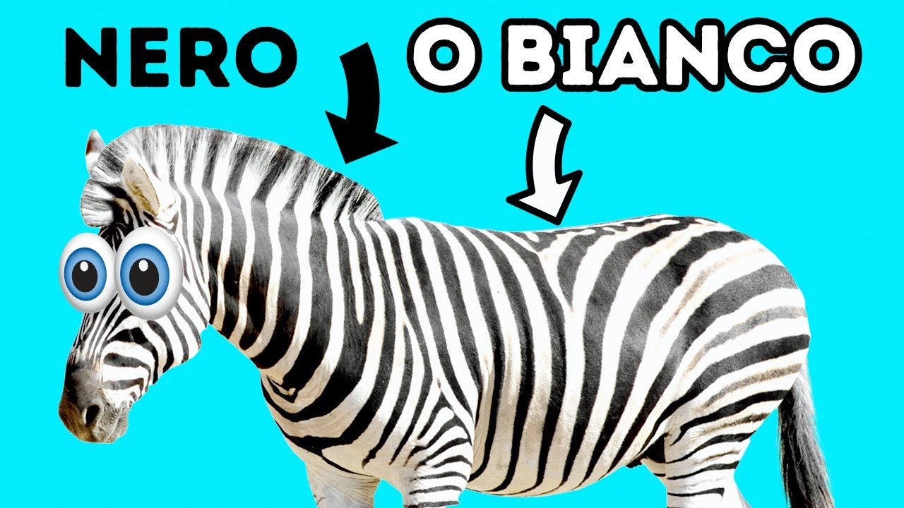 Le Zebre in Realtà Sono Nere e Altre 17 Curiosità sugli Animali - YouTube