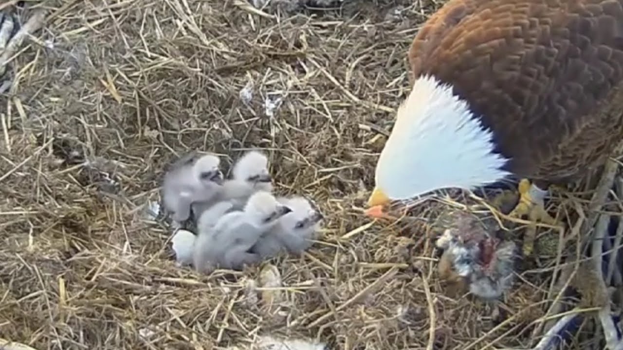 Eagle mom feeding breakfast | New born eaglet eat first time | Fort St ...