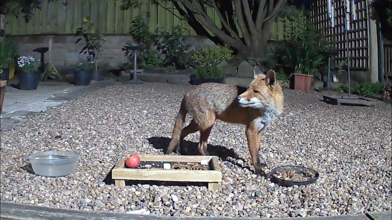How adorable is Hook the fox? He has the sweetest, cute little face ...