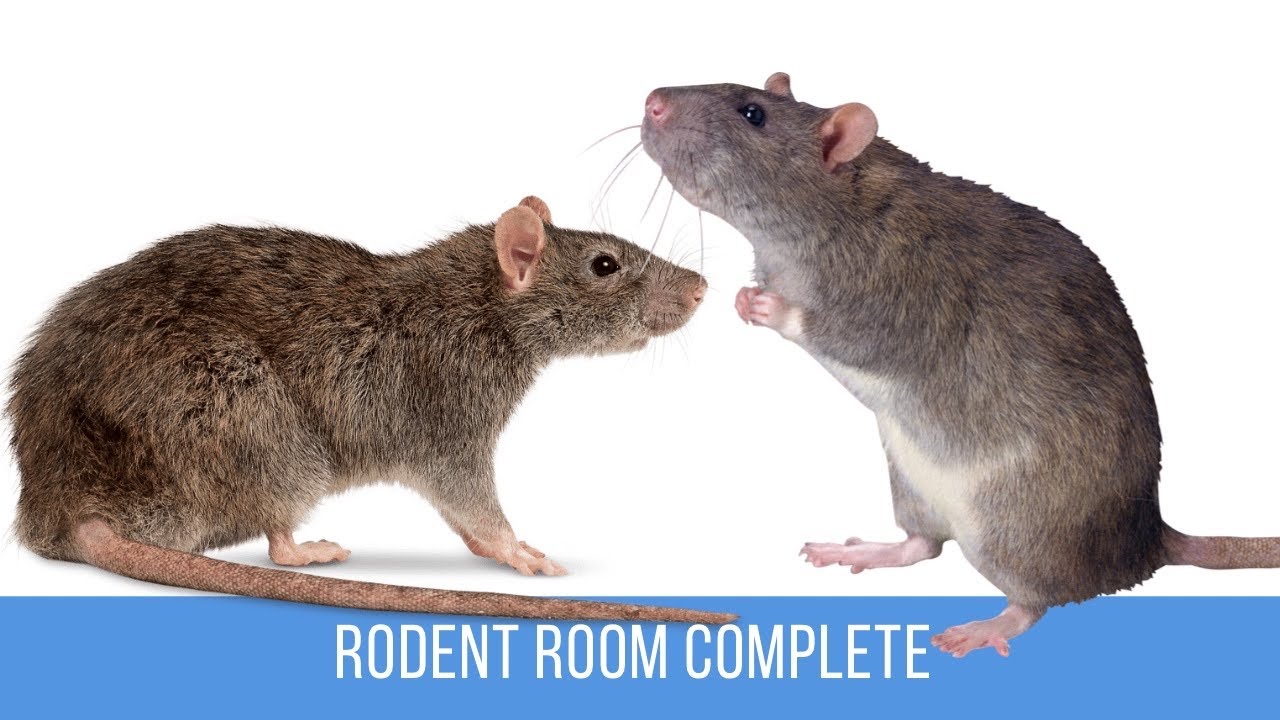 Rodent Room Complete - YouTube