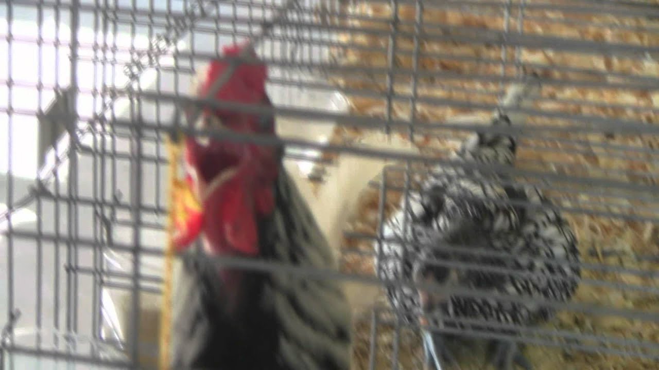 Funny Rooster Crowing - YouTube