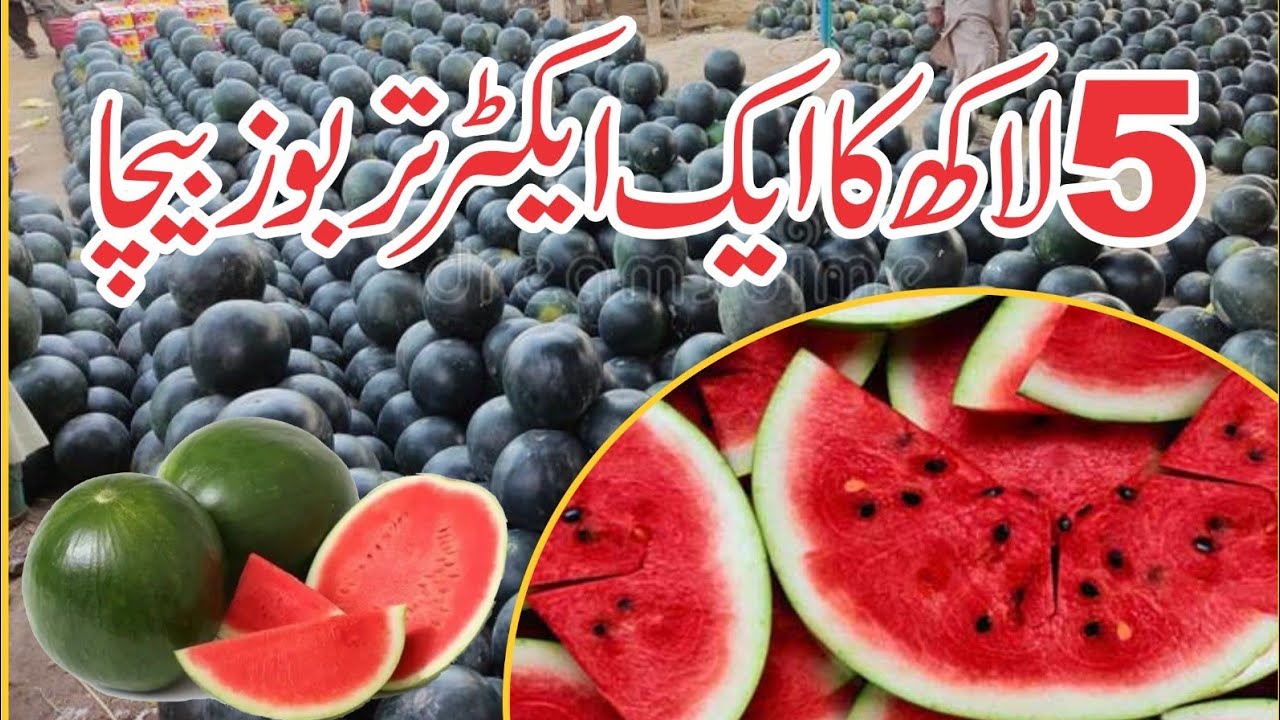 How to Get Best Production of Water Melon World Best Water Melon Water ...