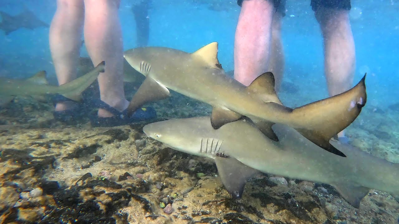 CABO VERDE Sal - Baby Sharks - YouTube