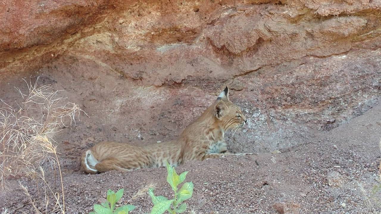 Bobcat in Tucson, AZ - YouTube