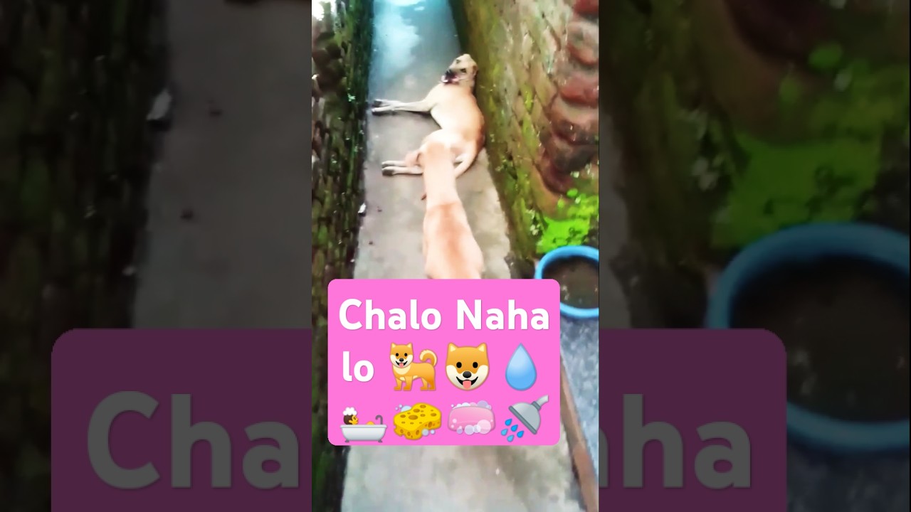 Chalo Naha lo #dog #doglover #funny #short - YouTube