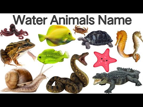 water Animals | ocean animals | aquatic animals | sea animals | जलीय ...