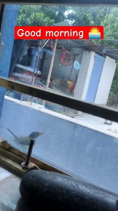 #birdwatching #vairal #subscribe #gdmorning #like #shorts - YouTube