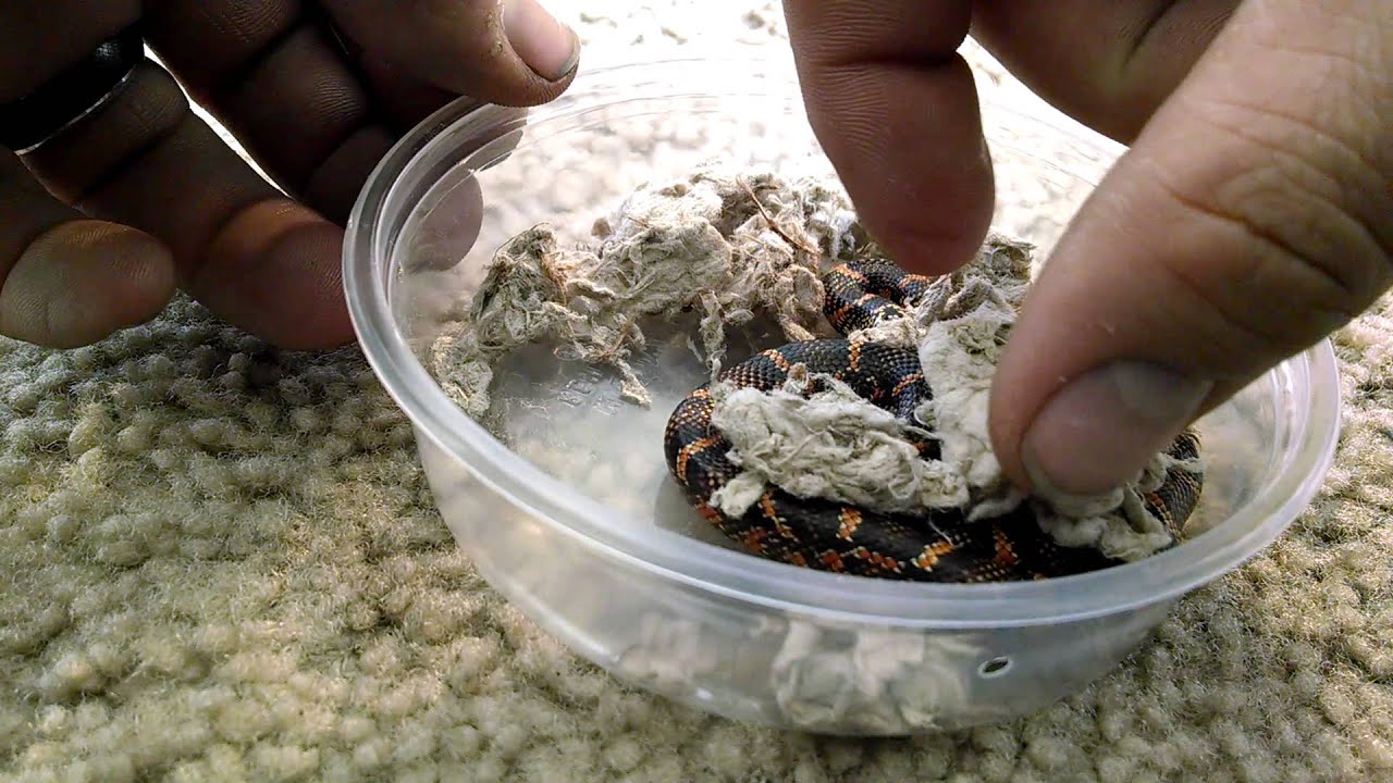 Brooksi x Goini King snake - YouTube