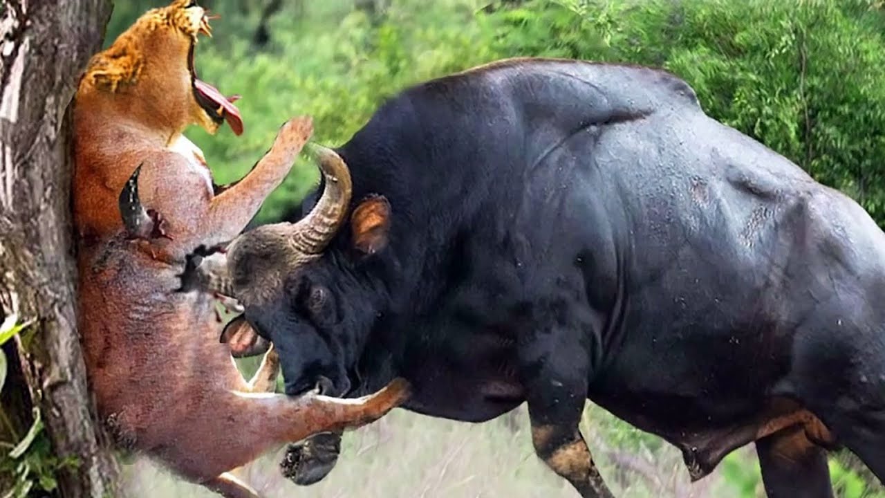 30 TIMES ANIMALS MESSED WITH THE WRONG OPPONENT 2 - YouTube