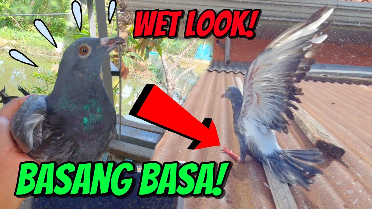 KALAPATING BASANG BASA MULA ULO HANGGANG PAA! TUMUTULO PA! TUTURUAN ...