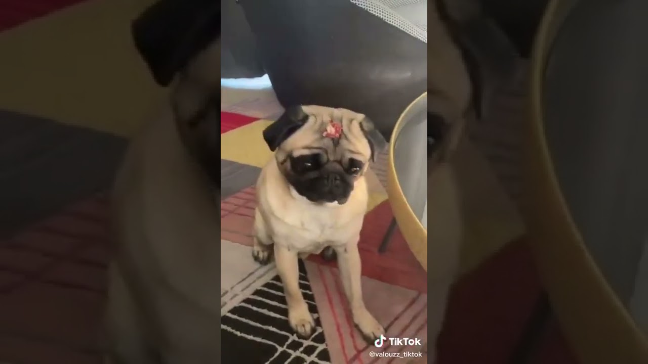 Nouveau Tik Tok de pidi & valouzz qui troll leur chien 😂 - YouTube