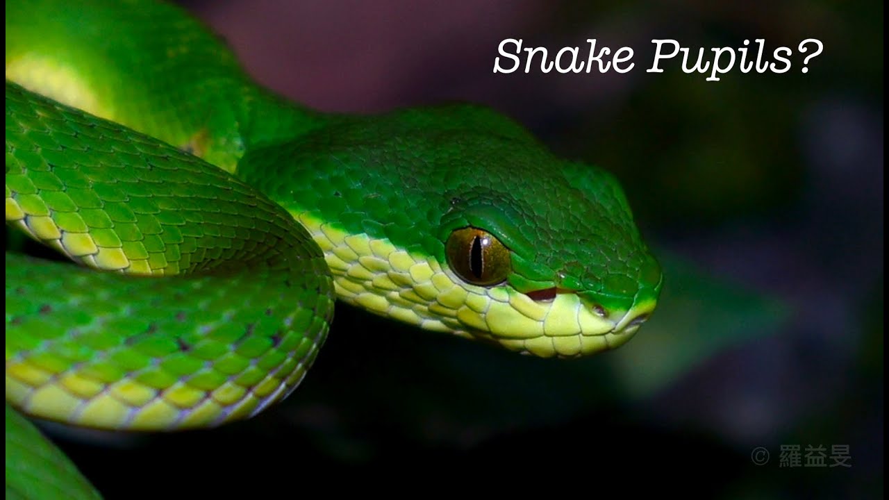 Snake Basics #1 - Pupil Shape - YouTube