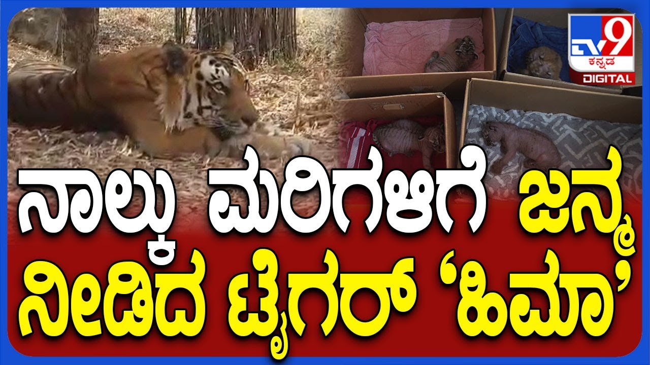 Tiger given birth to four cubs: ಬನ್ನೇರುಘಟ್ಟ ಜೈವಿಕ ಉದ್ಯಾನವನದಲ್ಲಿ ...