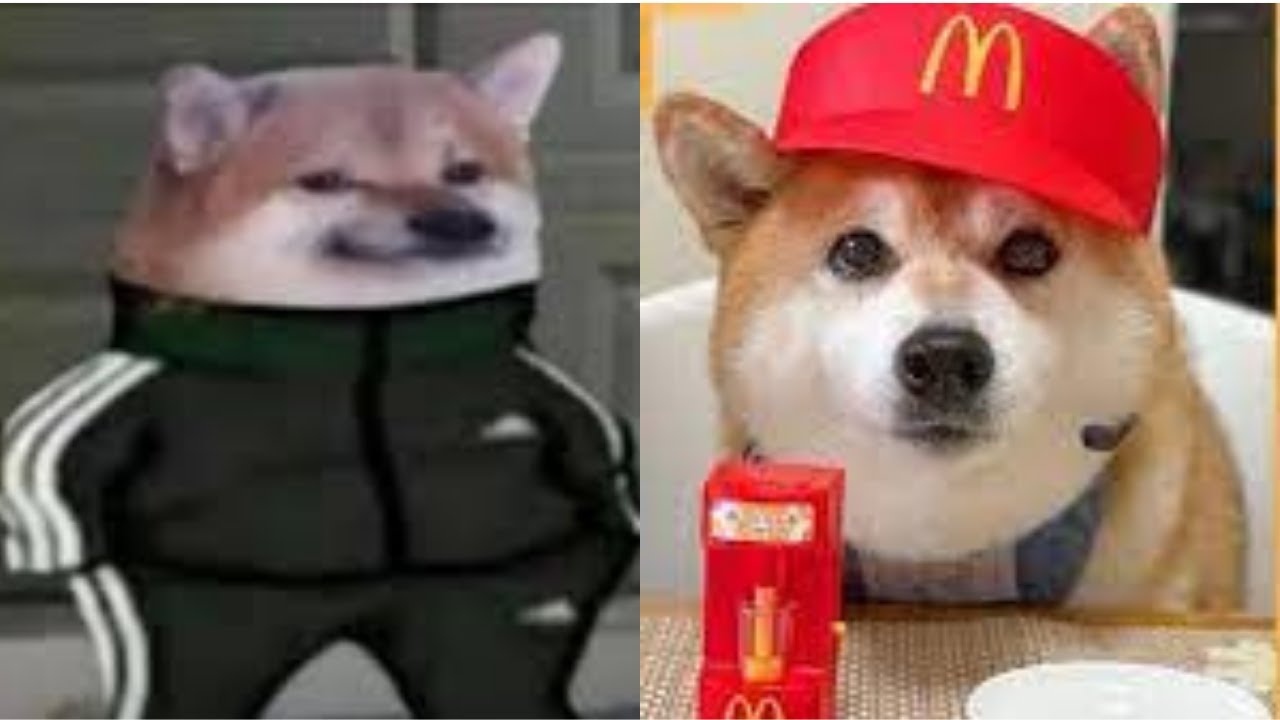 🤣 Funny Shiba Inu- Compilation Cute Shiba Dogs- Best of The 2021- Time ...