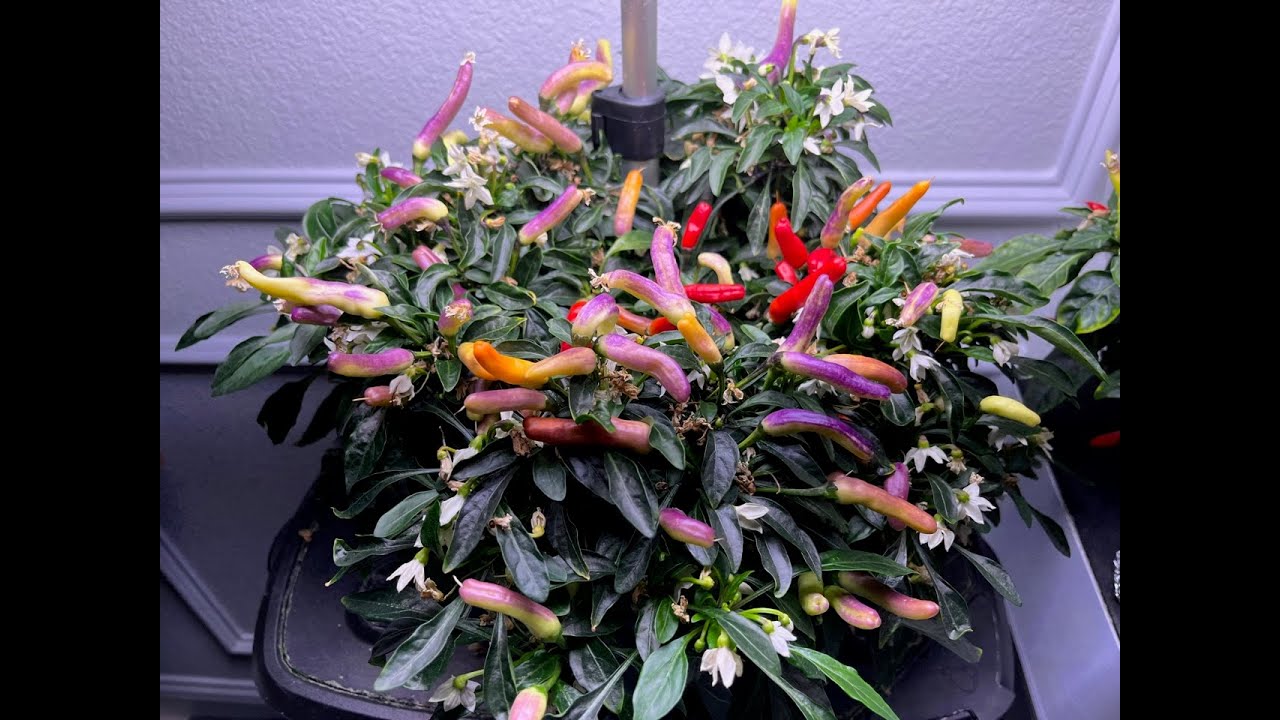 Growing Peppers In Small Containers - YouTube