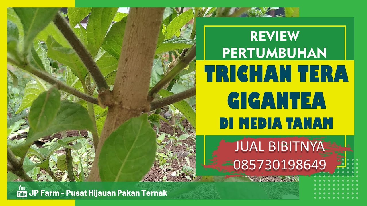 REVIEW PERTUMBUHAN TRICHANTERA GIGANTEA DI MEDIA TANAM - YouTube