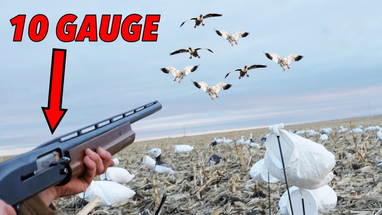 SHOOTING SNOW GEESE With A 10 GAUGE!! (231 birds) - YouTube