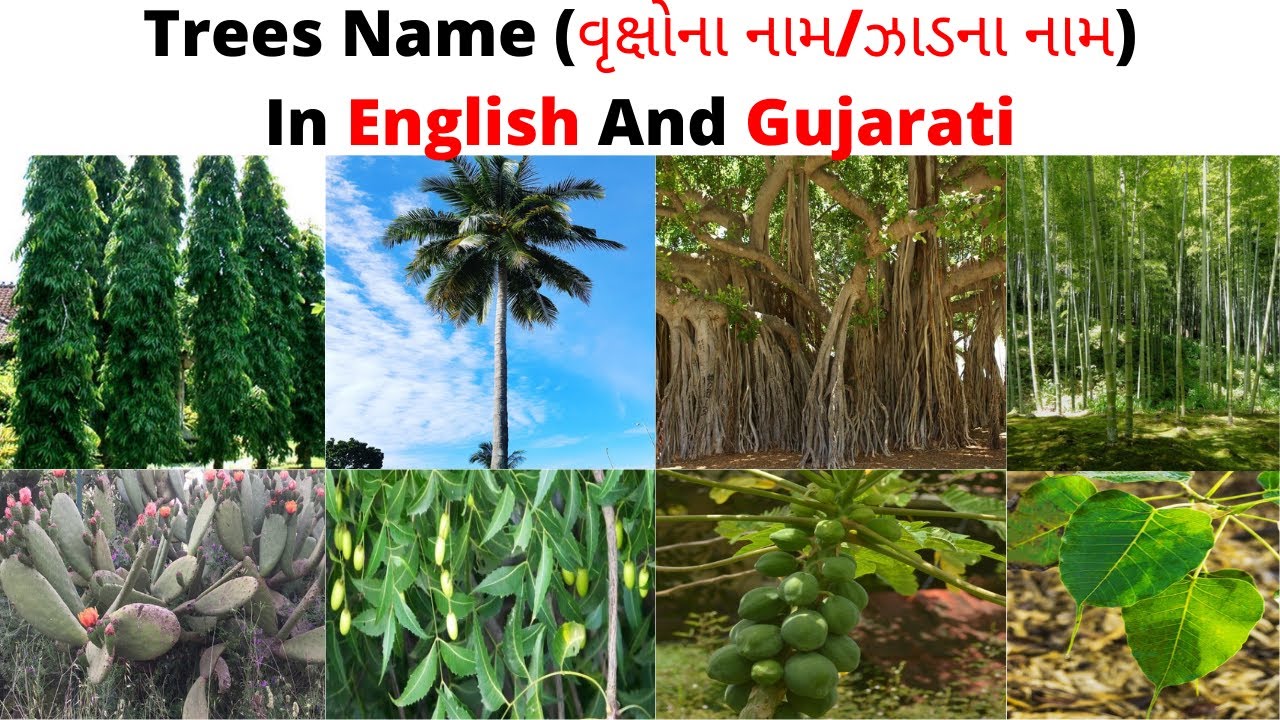વૃક્ષોના નામ | Trees Name In English And Gujarati |Tree Name In ...