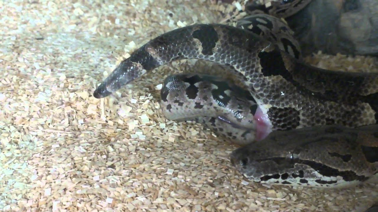 Dumerils Boa Giving Birth 2.MP4 - YouTube